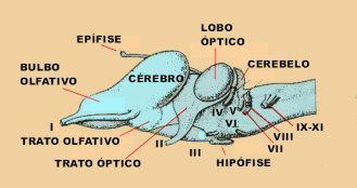 Anfíbios – Clique Vestibular